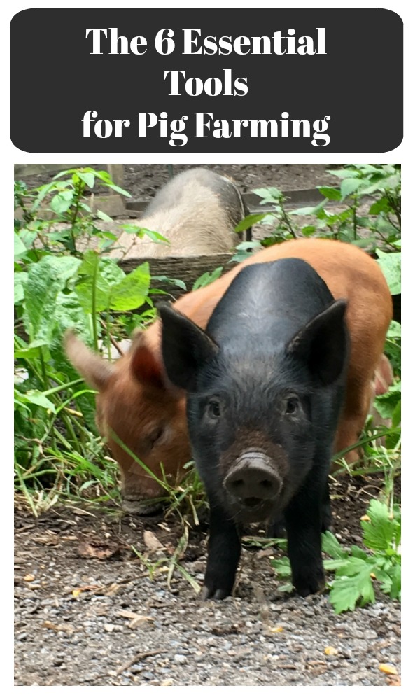 6 Pig Farming Equipment Essentials for Your Farm - Countryside